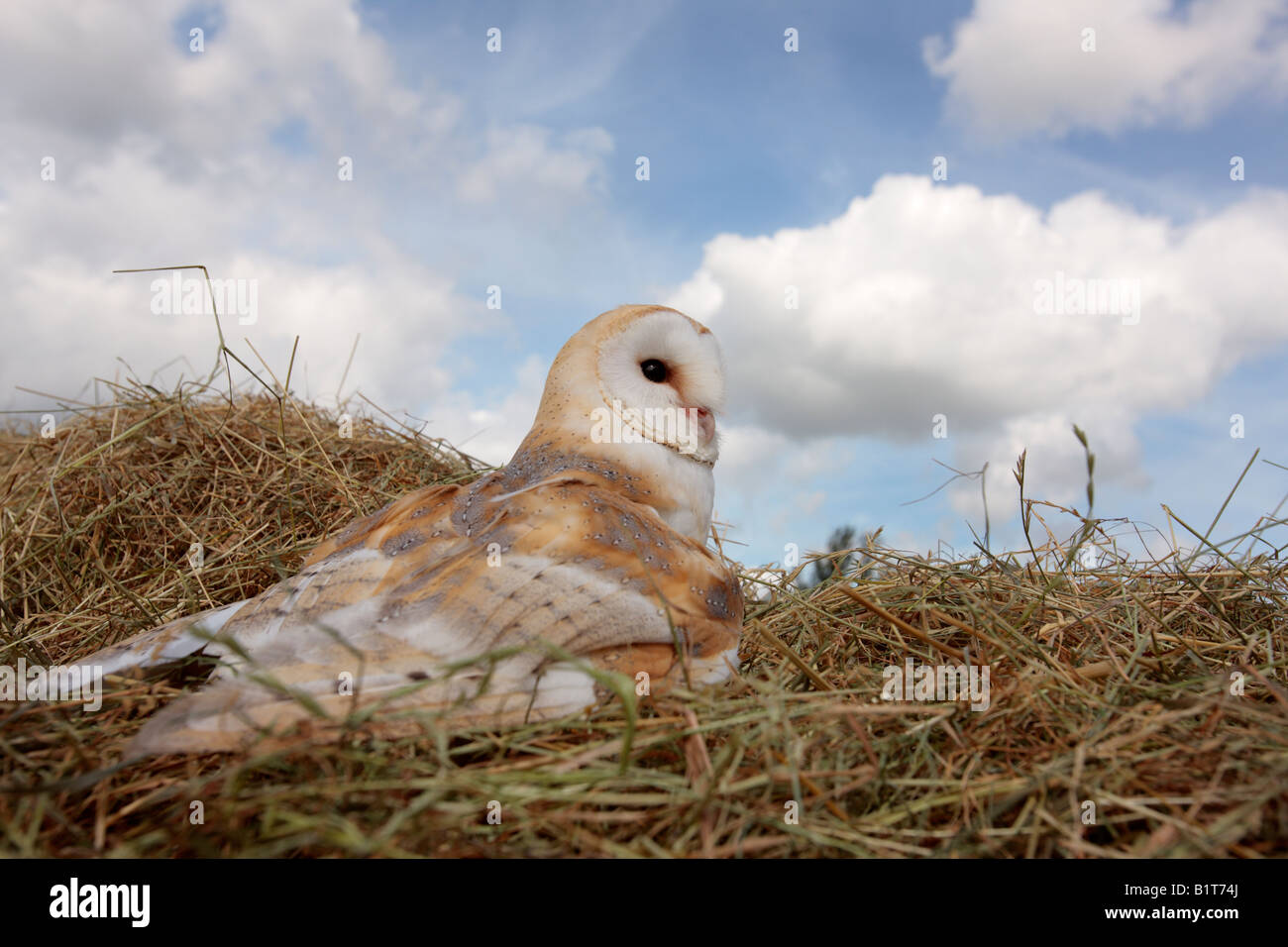 Young Barn Owl Tyto alba hunting in hay field Potton Bedfordshire Stock ...