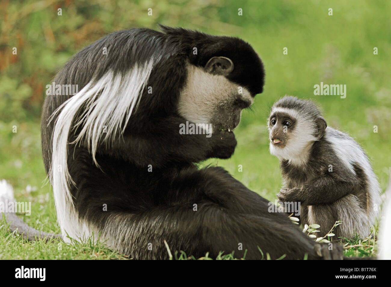 mantled guereza and cub on meadow / Colobus guereza Stock Photo - Alamy