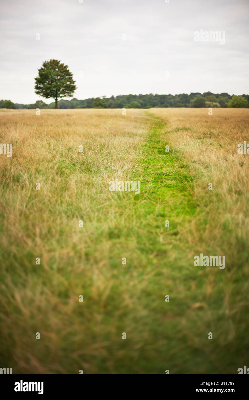 Path leading to tree in Richmond Park, London Stock Photo - Alamy