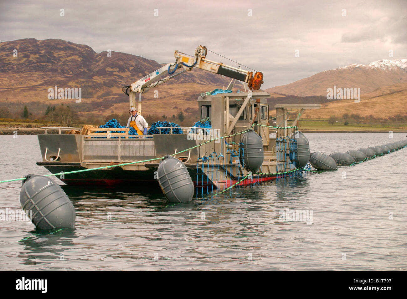Mussels are grown on lines suspended from floats in sea lochs all ...
