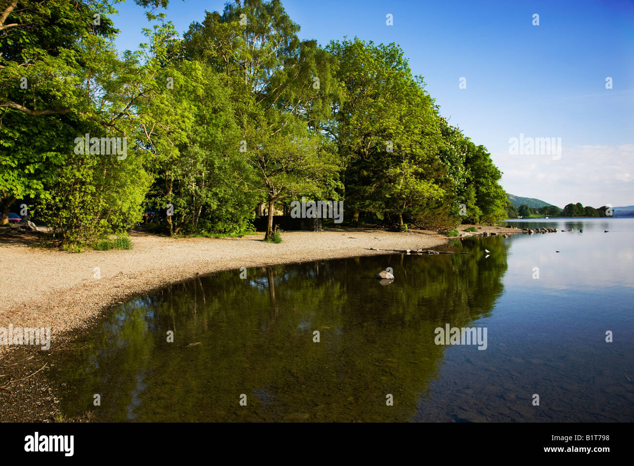 Coniston Water Spring Colours On The Trees In The Evening Light Before ...