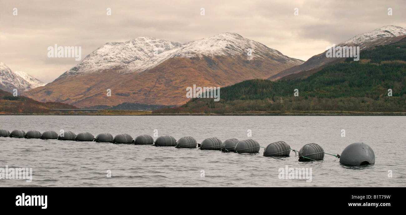 Mussels are grown on lines suspended from floats in sea lochs all ...