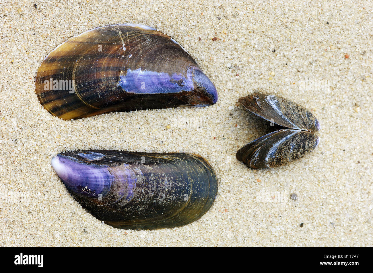 Blue Mussels For Dogs at Dina Mcalpin blog