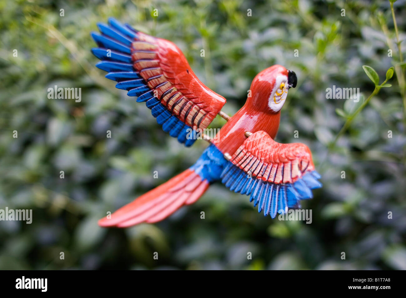 Real parrot hi-res stock photography and images - Alamy