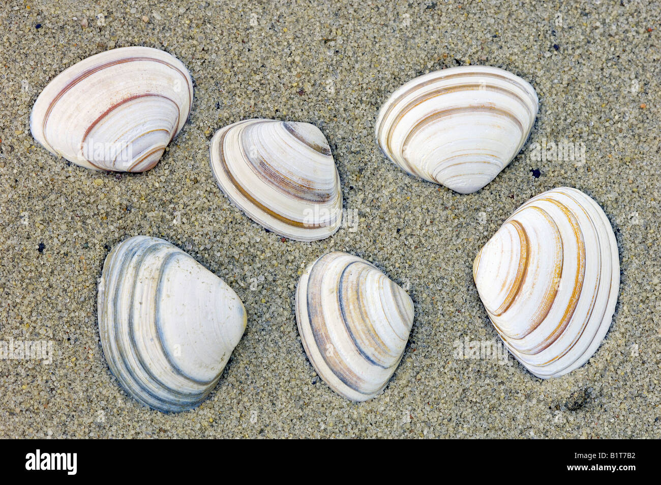 Mactras hi-res stock photography and images - Alamy