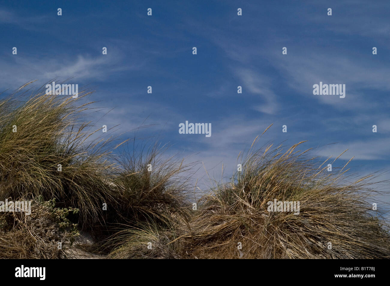 wild grass springing in a desert dune of sand Stock Photo - Alamy