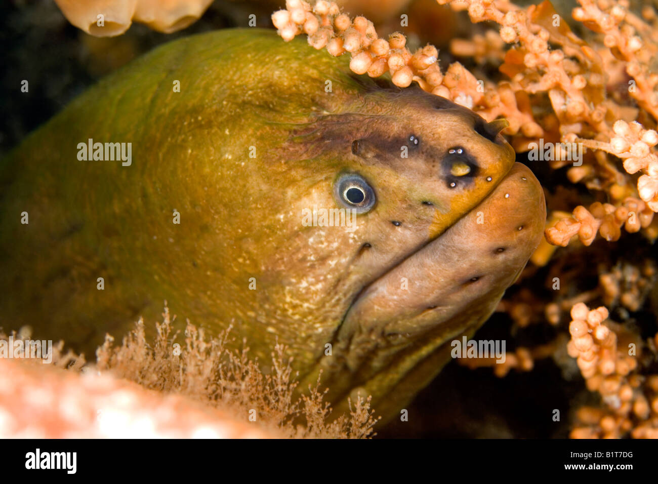 Green moray eel, Gymnothorax prasinus, Closeup of face. The green color ...