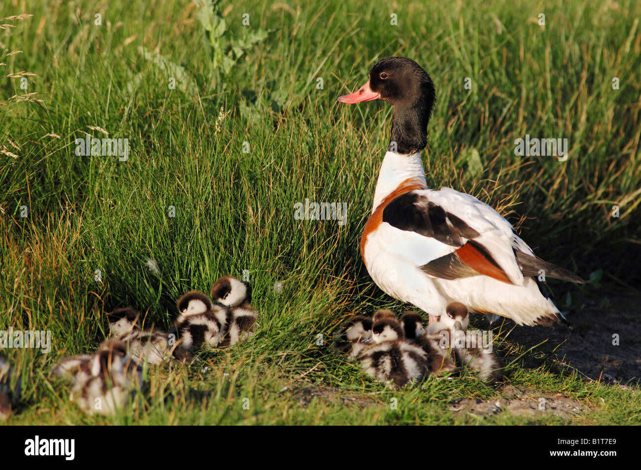 common shelduck with squabs / Tadorna tadorna Stock Photo - Alamy