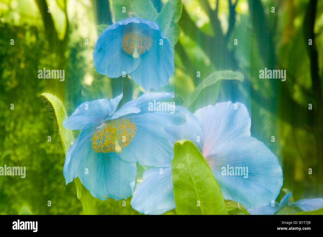 Mecanopis flowers in spring in Holehird gardens in Windermere Cumbria ...