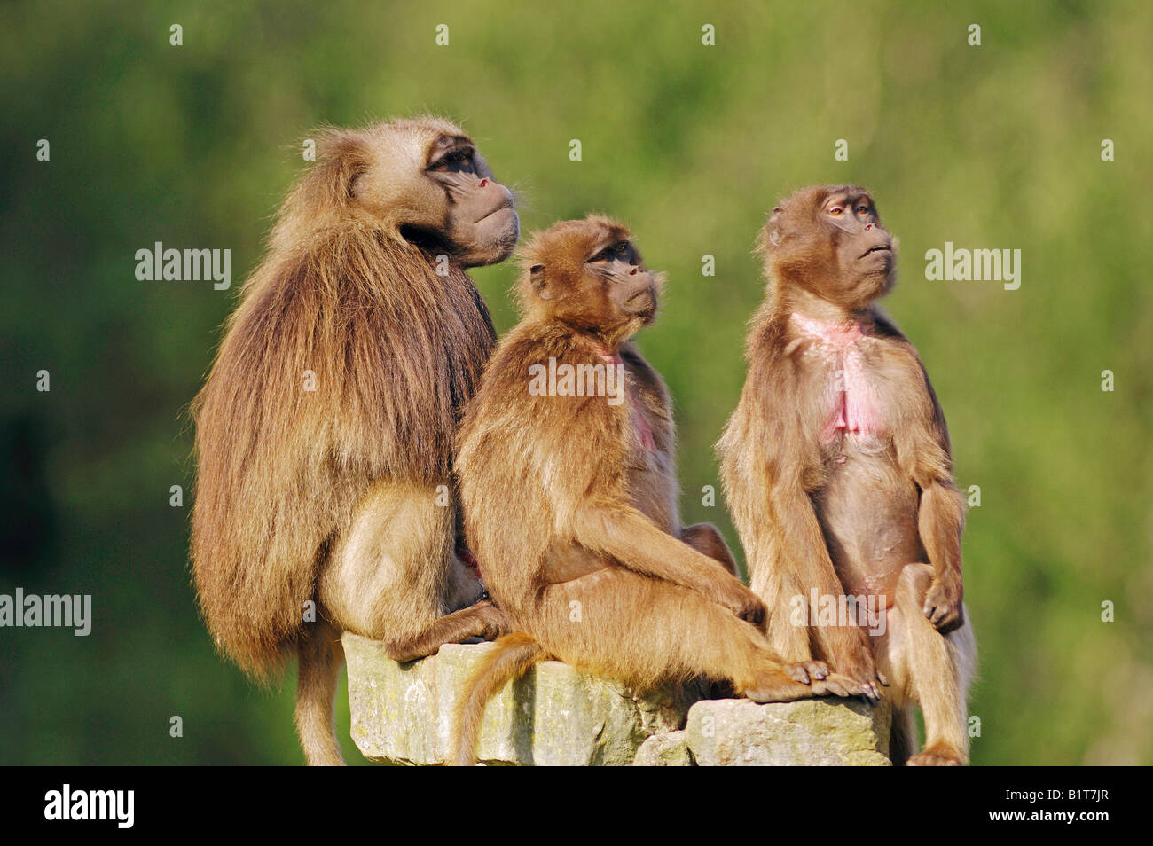 three geladas / Theropithecus gelada Stock Photo - Alamy
