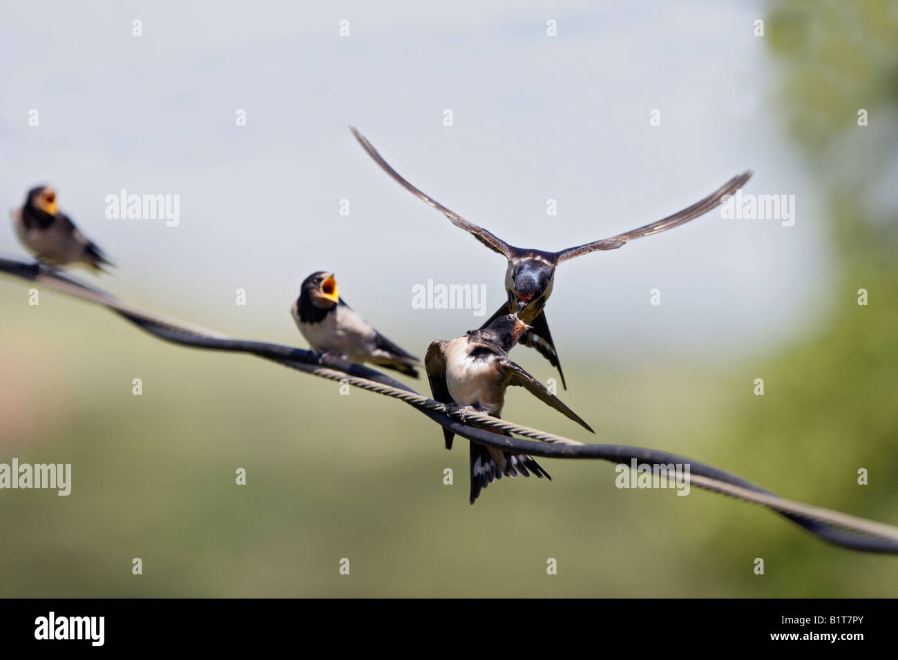 Swallow hirundo rustica flying hi-res stock photography and images - Alamy