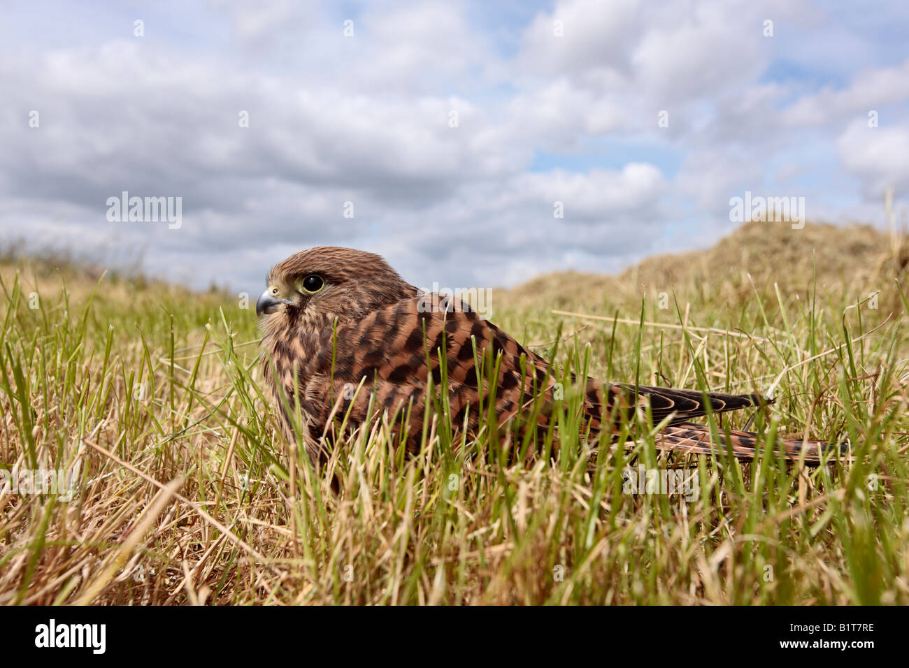 Young Kestrel Falco tinnunculus in hay field Potton Bedfordshire Stock ...