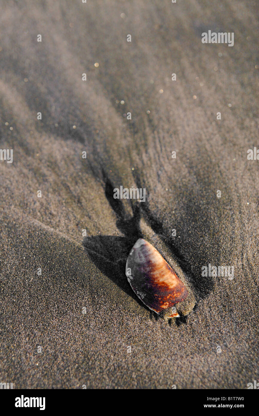 Shells, Raglan Beach, NZ Stock Photo - Alamy
