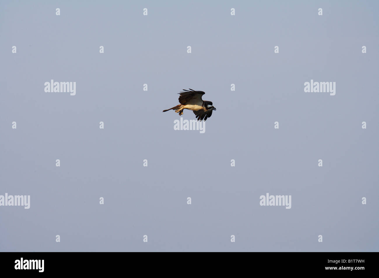 An Osprey soars through the sky aobve Lake Marion South Carolina Stock ...
