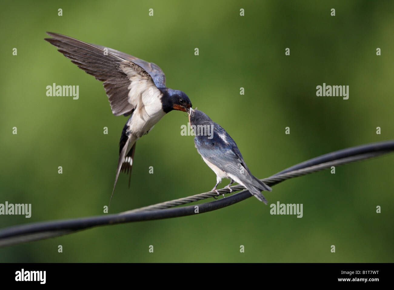 Swallow, Hirundo rustica, in flight, Over Sea, Morecambe Bay ...