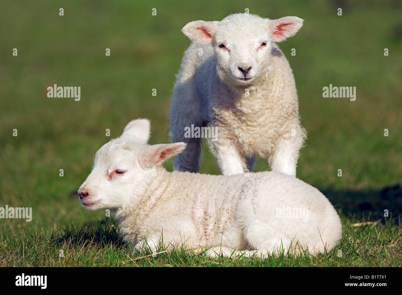 two lambs on meadow Stock Photo - Alamy