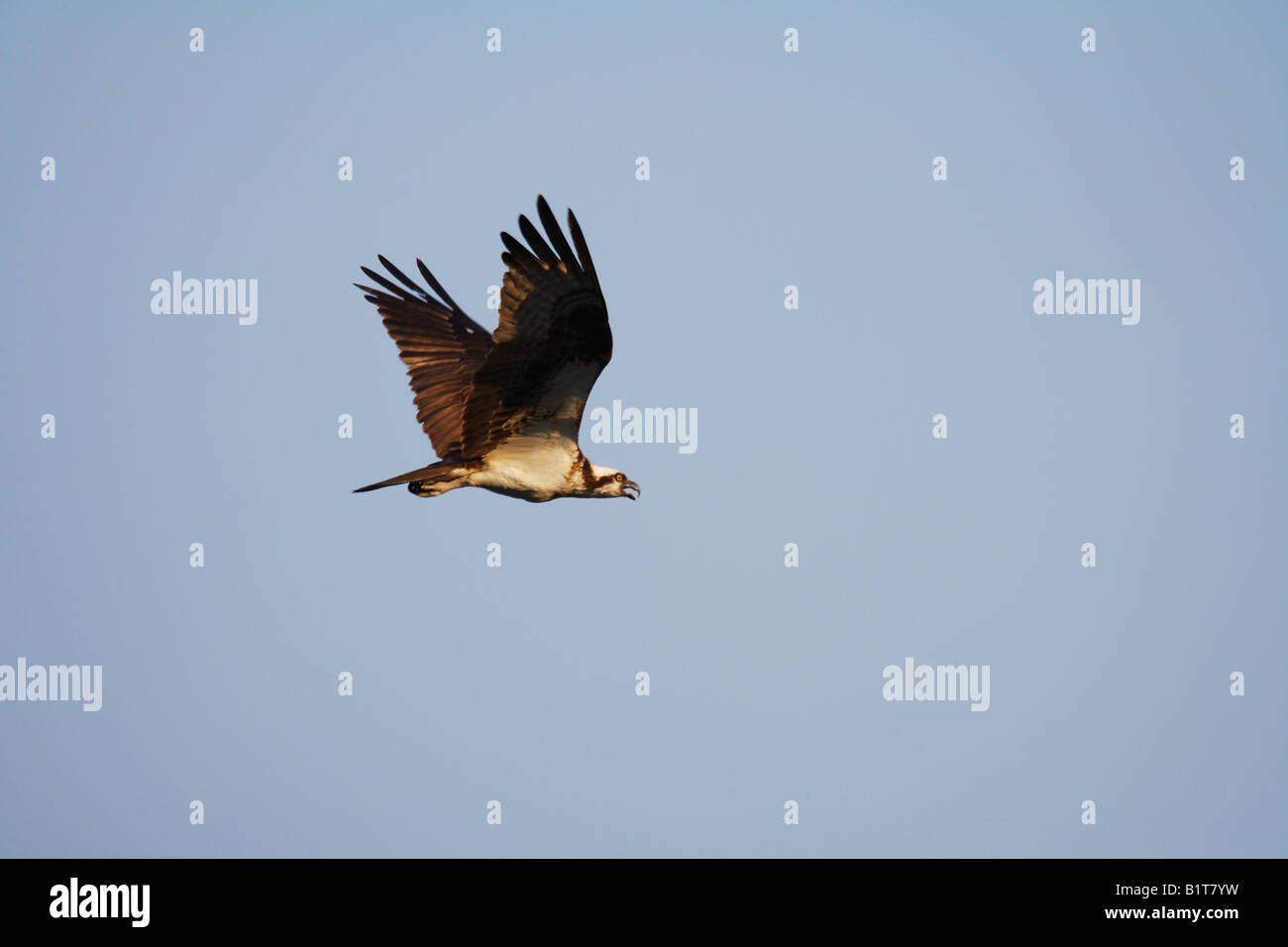 An Osprey soars through the sky aobve Lake Marion South Carolina Stock ...