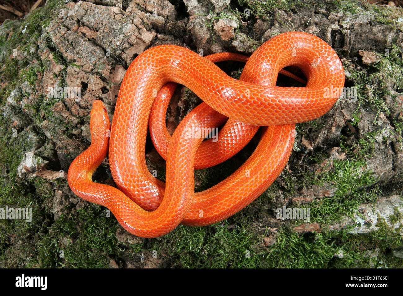 Orange Snake High Resolution Stock Photography and Images - Alamy