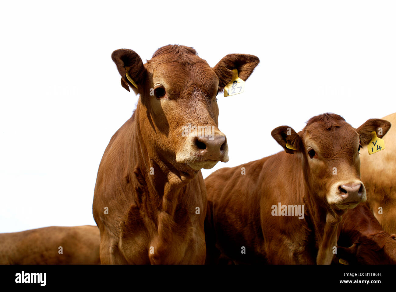 Single suckler Limousin champion beef herd Stock Photo - Alamy