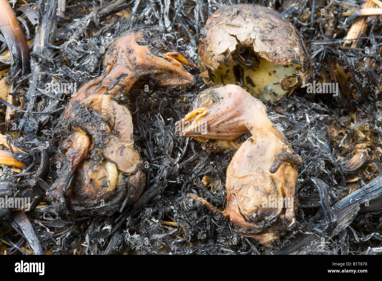 Day old Meadow Pipit chicks burnt alive in the nest by a moorland fire ...