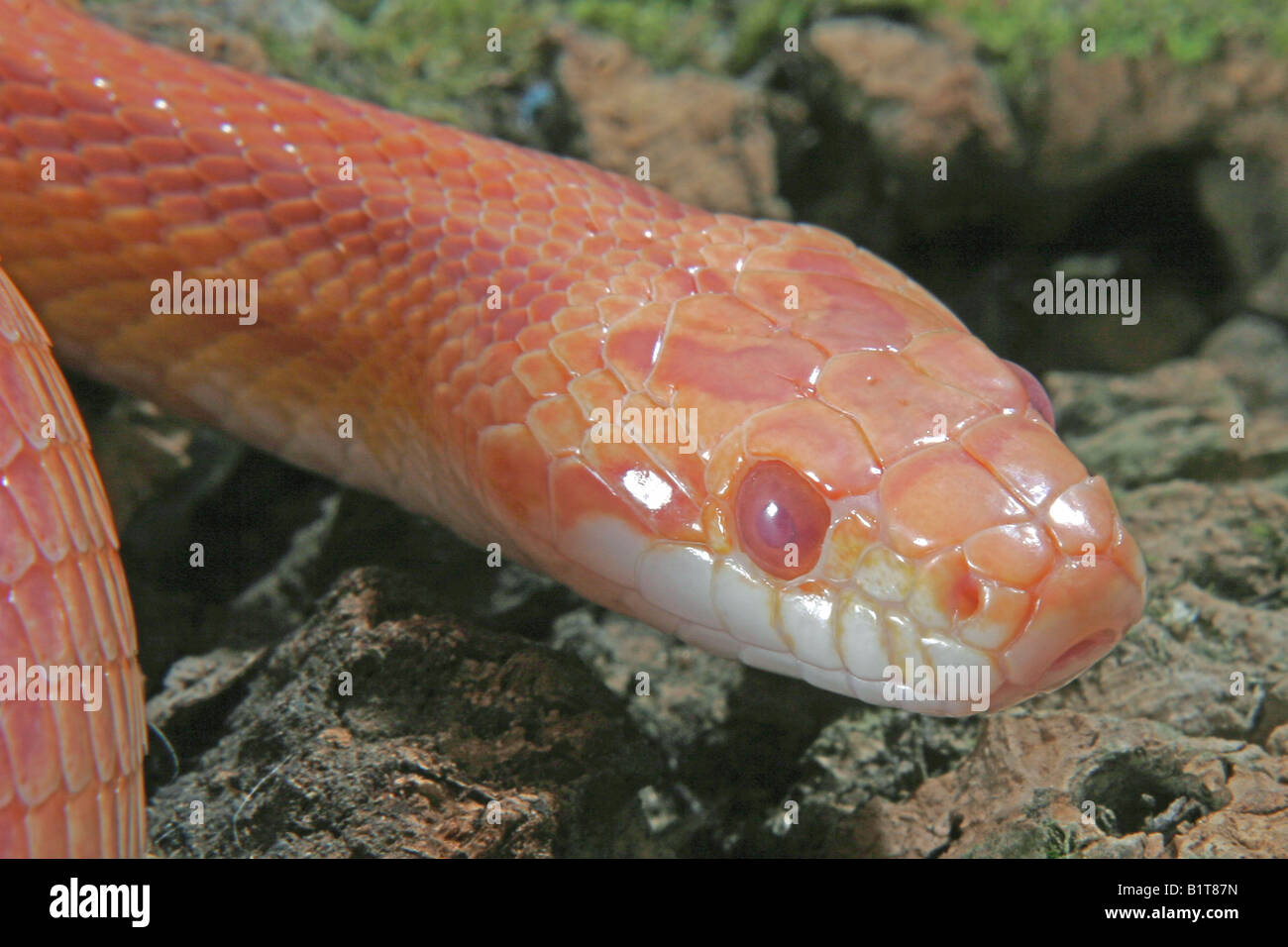 corn snake / Pantherophis guttatus Stock Photo - Alamy