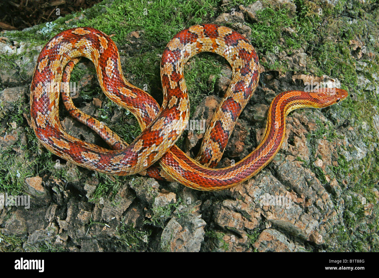Corn Snake (Pantherophis guttatus) on log Stock Photo - Alamy