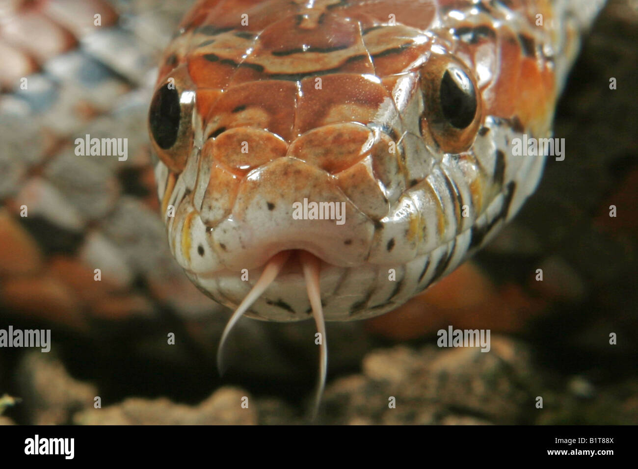 Corn snake (Pantherophis guttatus). Miami phase, flicking its tongue ...