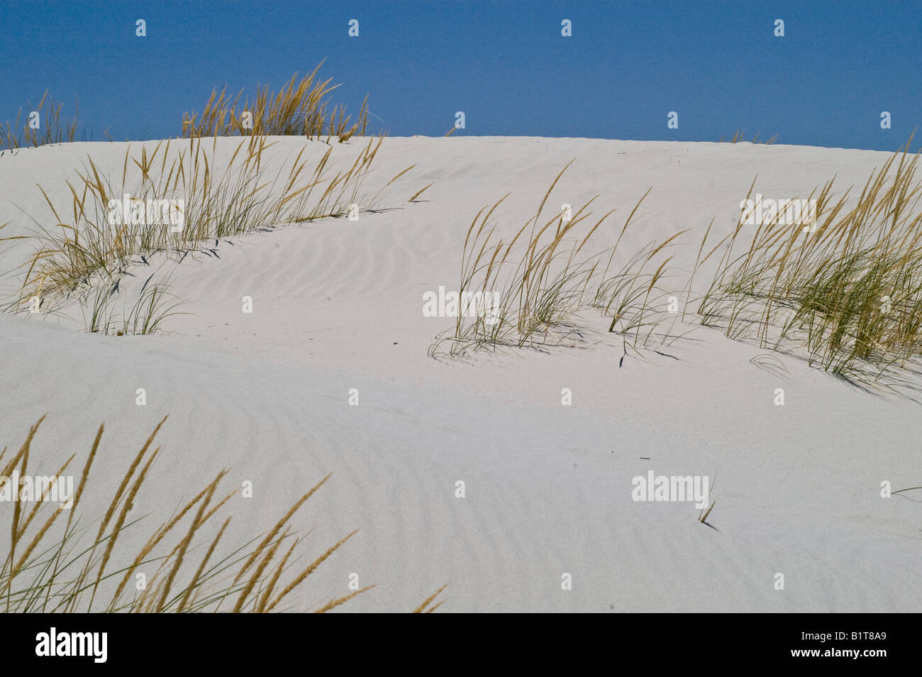 wild grass springing in a desert dune of sand Stock Photo - Alamy
