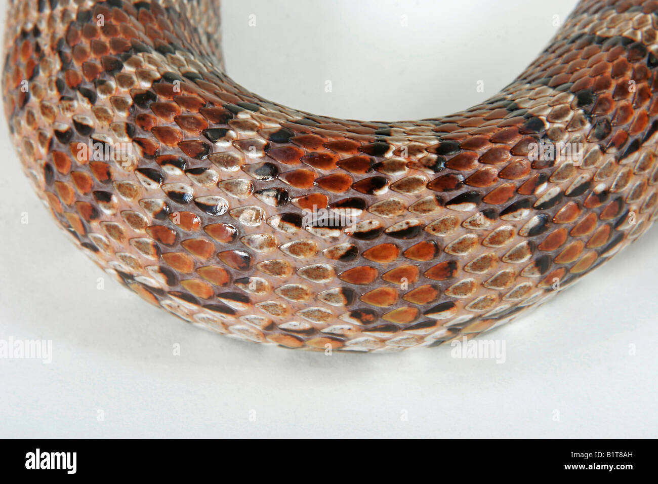 Cut snake hi-res stock photography and images - Alamy