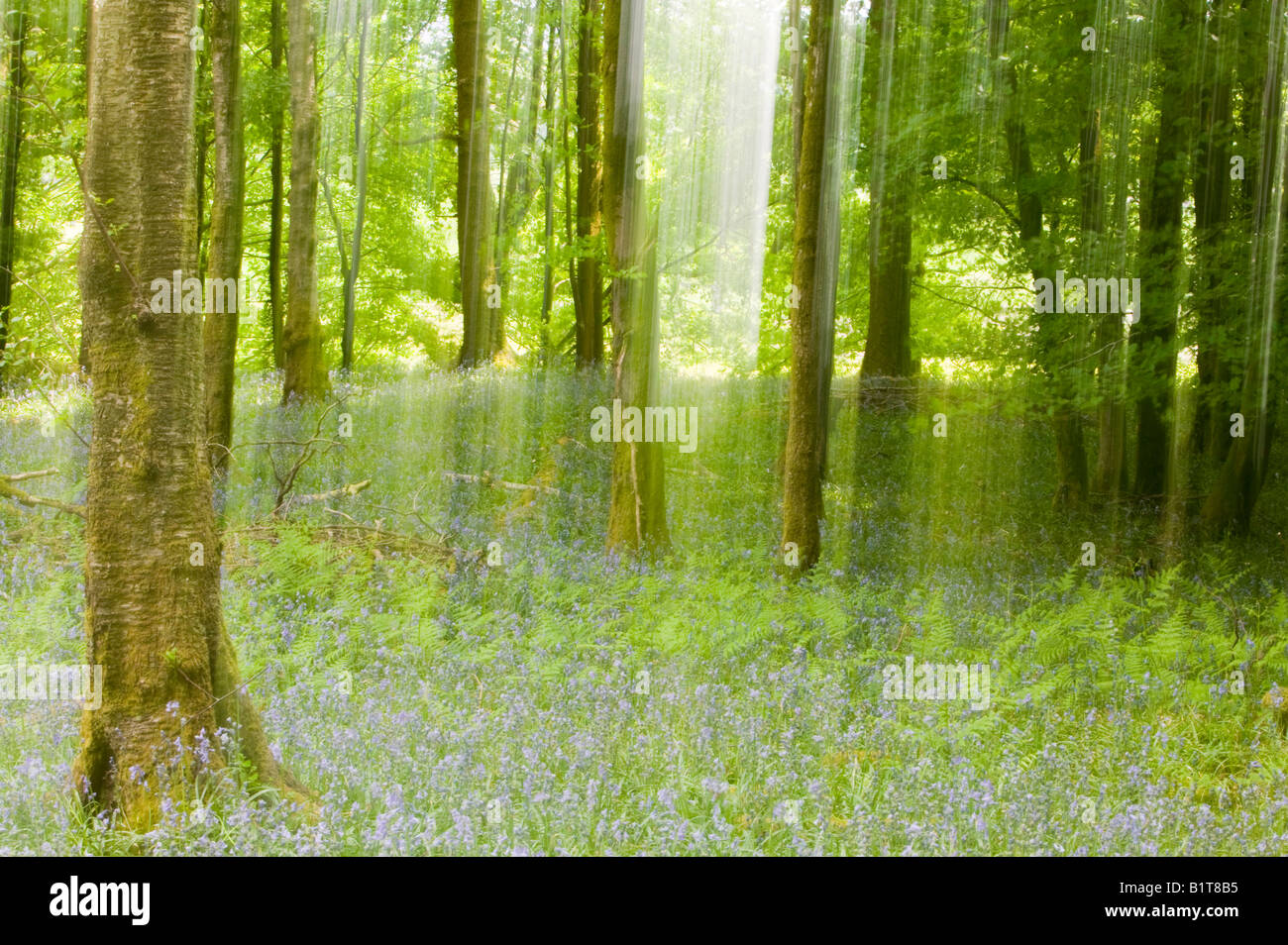 Bluebells in spring woodland Ambleside Cumbria UK Stock Photo - Alamy