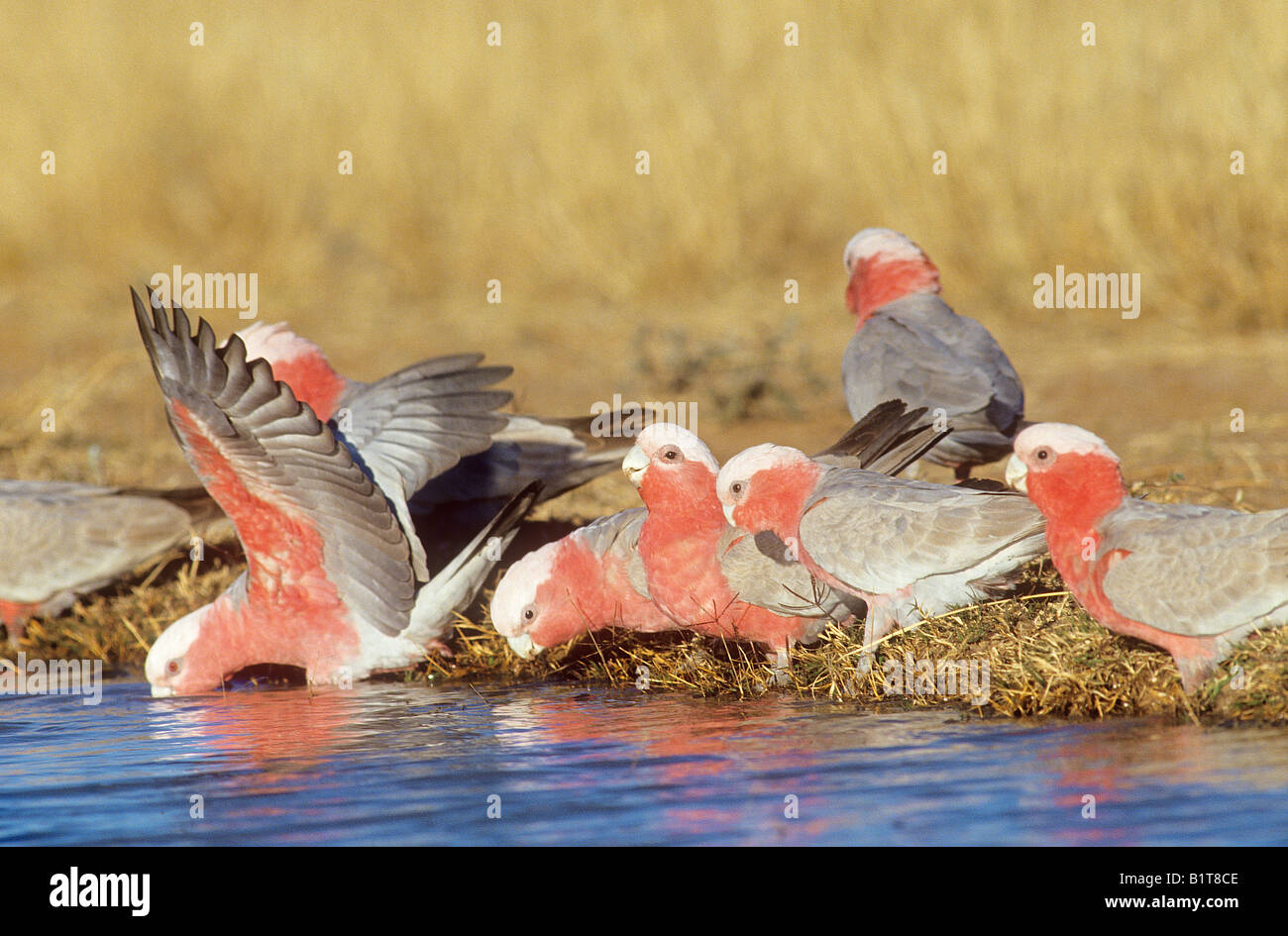 Flock of galahs hi-res stock photography and images - Alamy