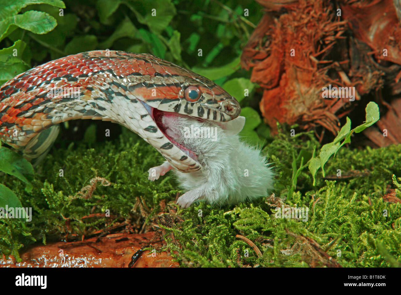 corn snake munching mouse Stock Photo - Alamy