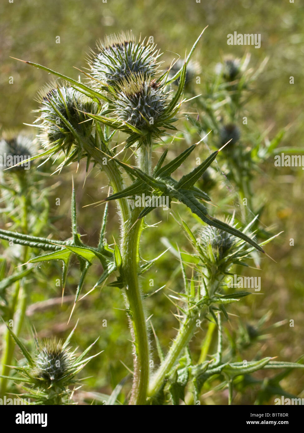 Immature Spear Thistle growing wild in England UK Stock Photo - Alamy