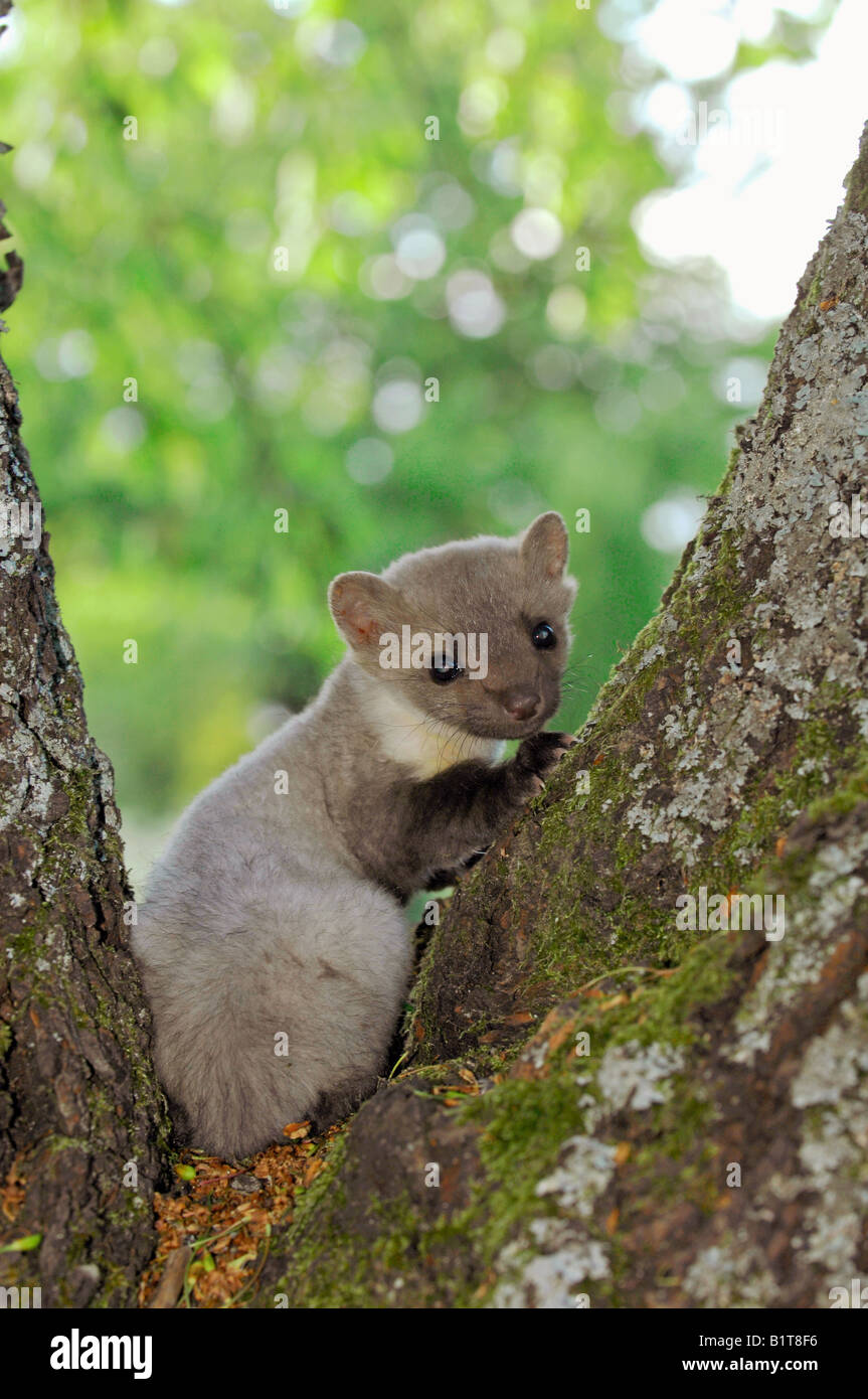 young beech marten on tree / Martes foina Stock Photo - Alamy