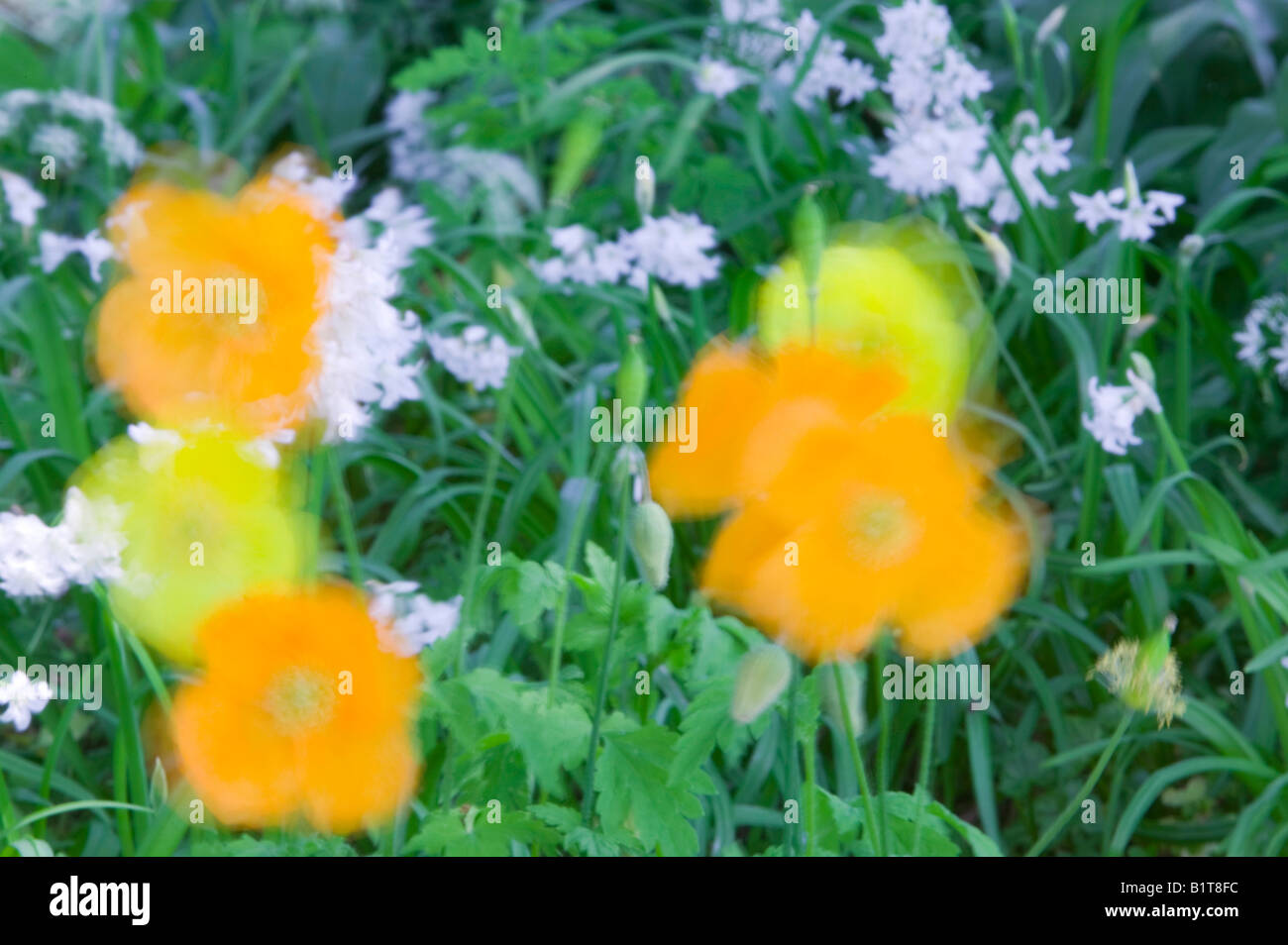 Poppy flowers in spring in Holehird gardens in Windermere Cumbria UK ...