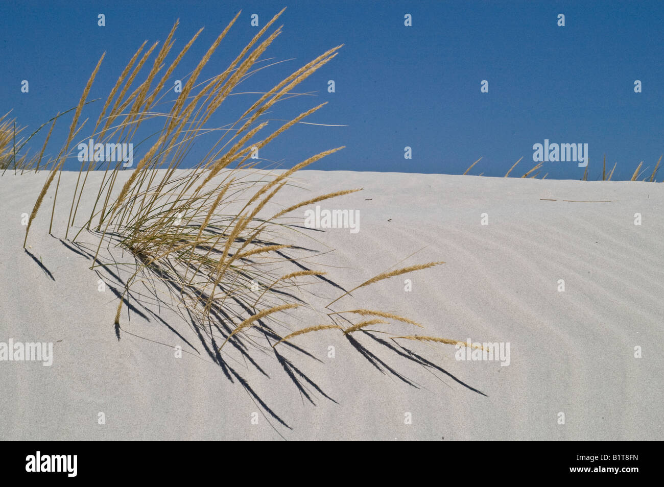 wild grass springing in a desert dune of sand Stock Photo - Alamy