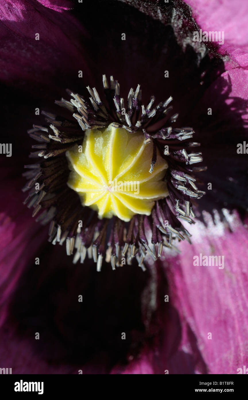 Purple Opium Poppy Stock Photo - Alamy