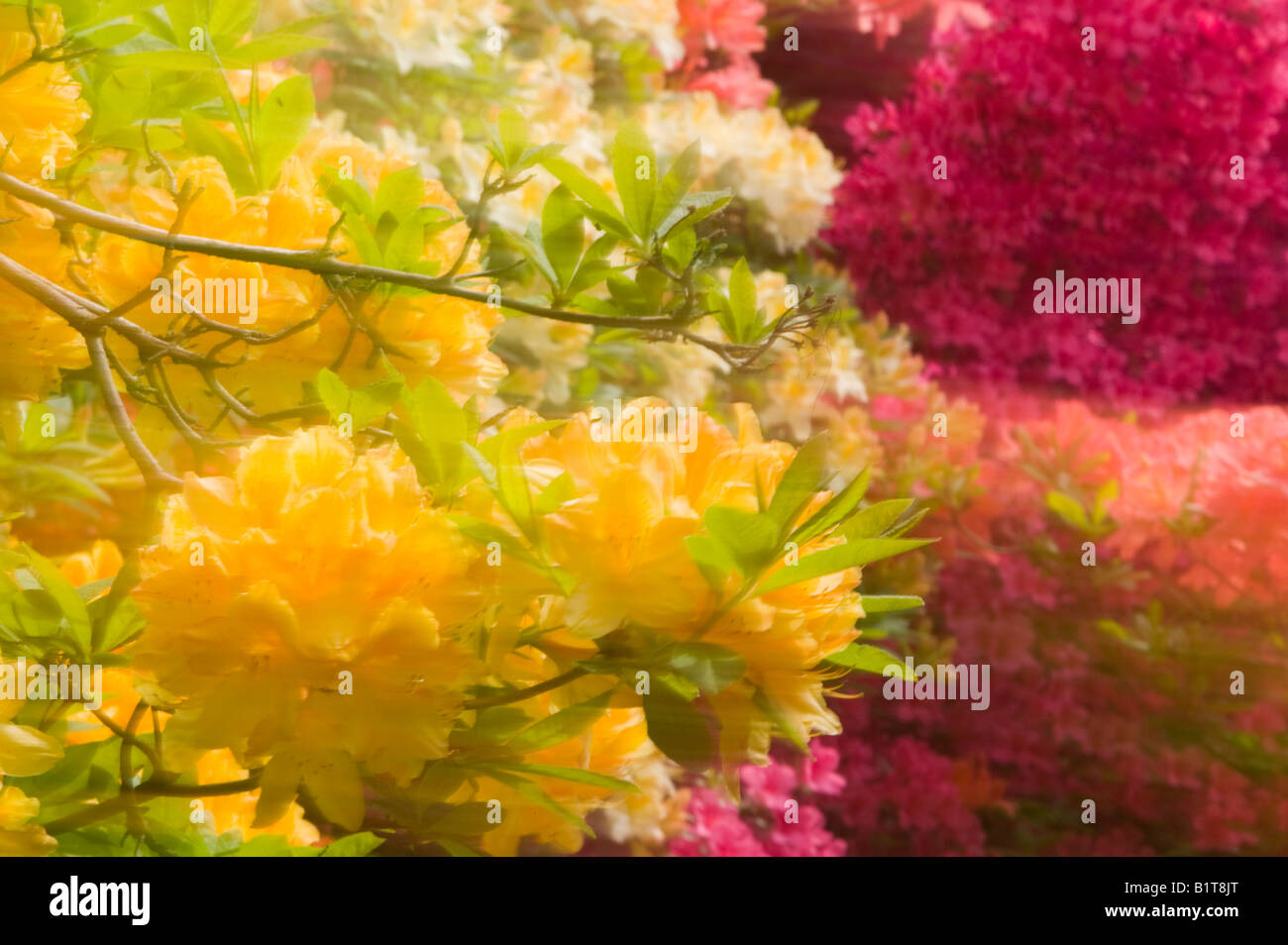 Azalea flowers in spring in Holehird gardens in Windermere Cumbria UK ...