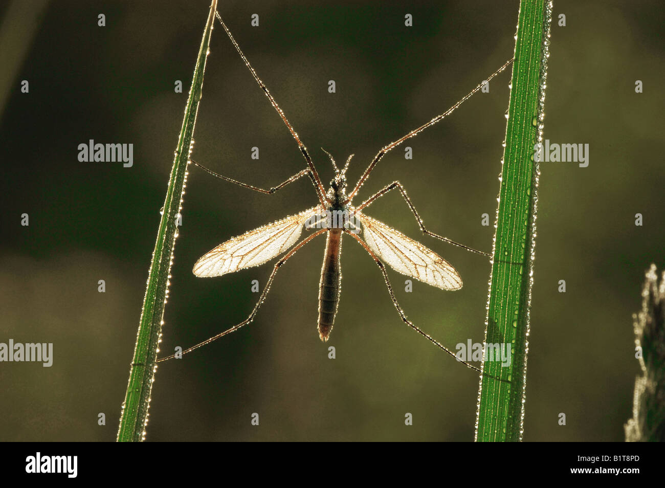crane fly / Tipula oleracea Stock Photo - Alamy