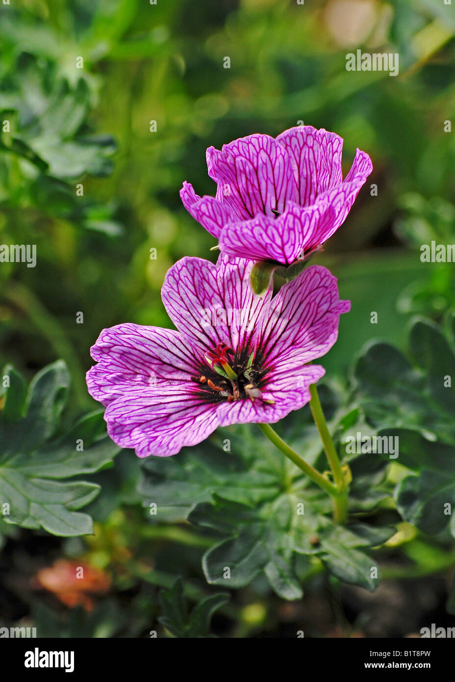 Geranium cinereum ballerina hi-res stock photography and images - Alamy