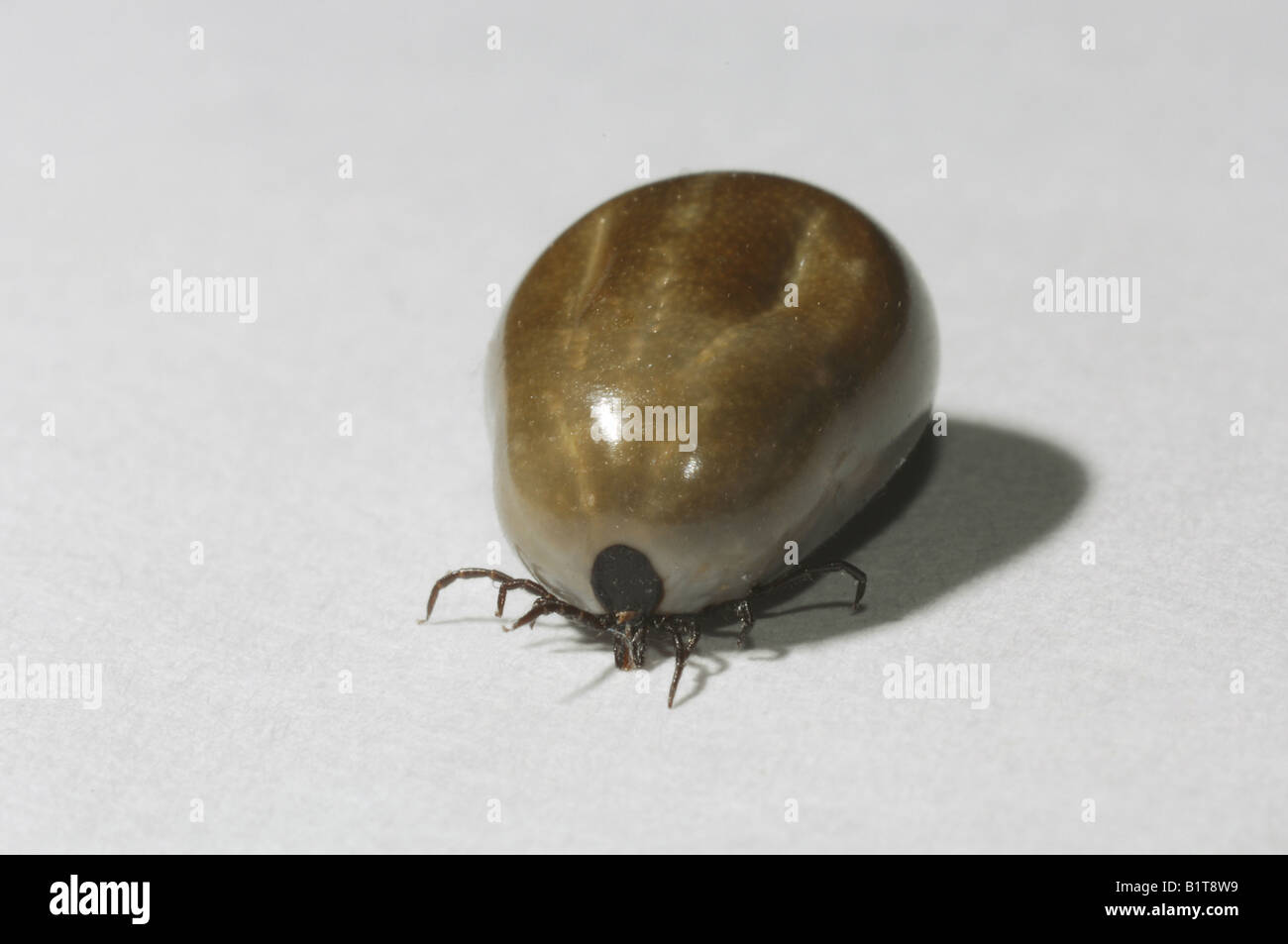 Castor Bean Tick (Ixodes ricinus), female completely bloated with blood ...