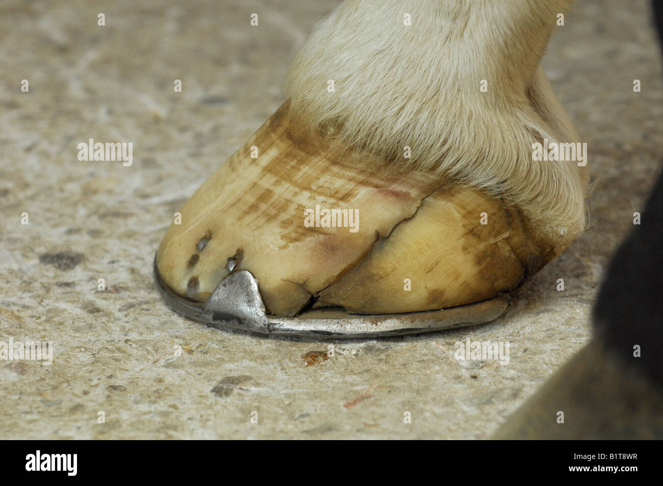 horse - hoof Stock Photo - Alamy