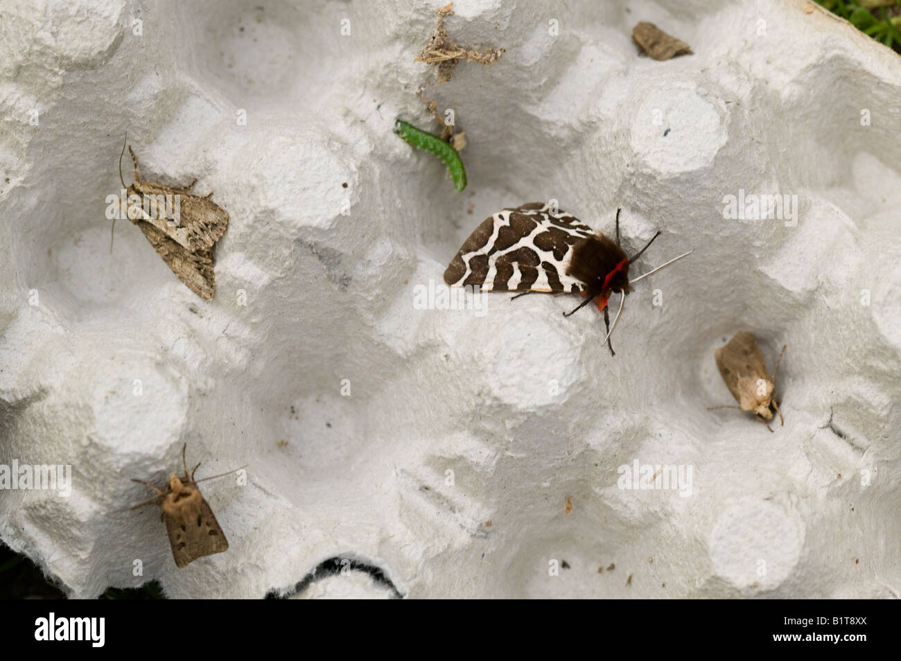Moths in a moth trap on Walney Island off Barrow in Furness Cumbria UK ...