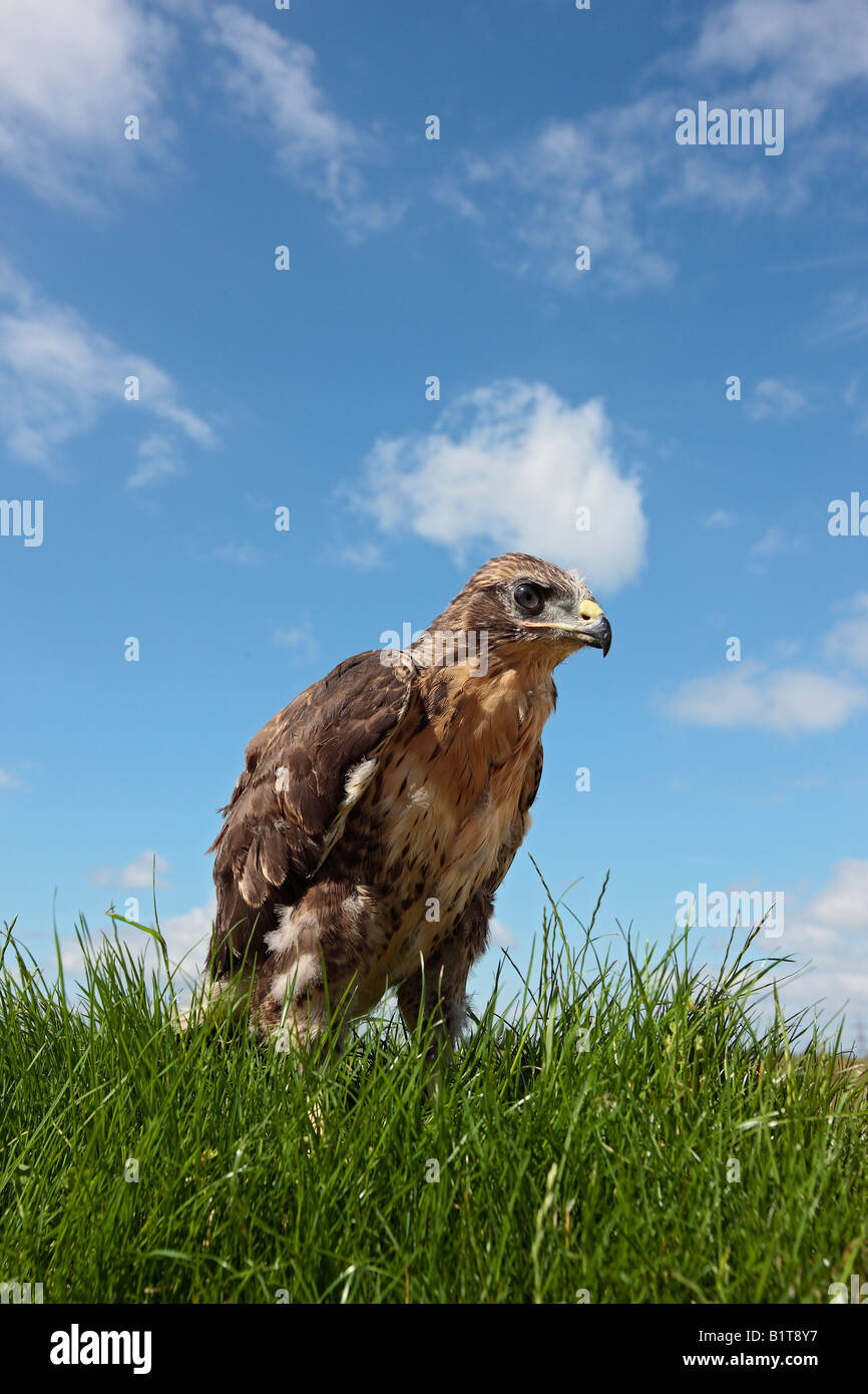 Young buzzard hi-res stock photography and images - Alamy