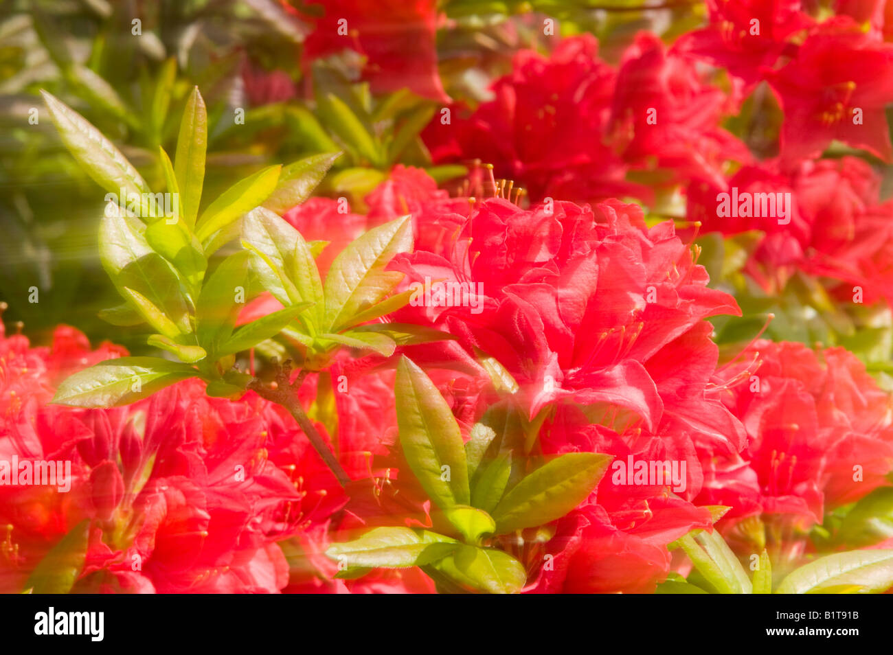 Red Azalea flowers in spring in Holehird gardens in Windermere Cumbria ...