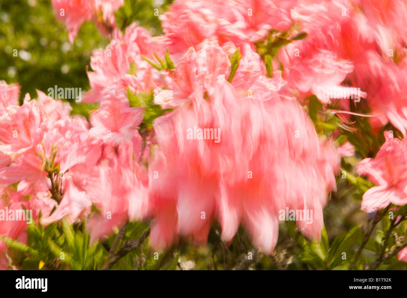 Pink Azalea flowers in spring in Holehird gardens in Windermere Cumbria ...