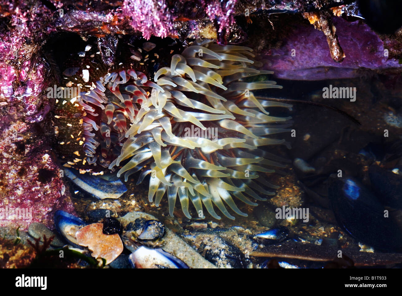 dahlia anemone Urticina felina rock pool cornwall Stock Photo - Alamy