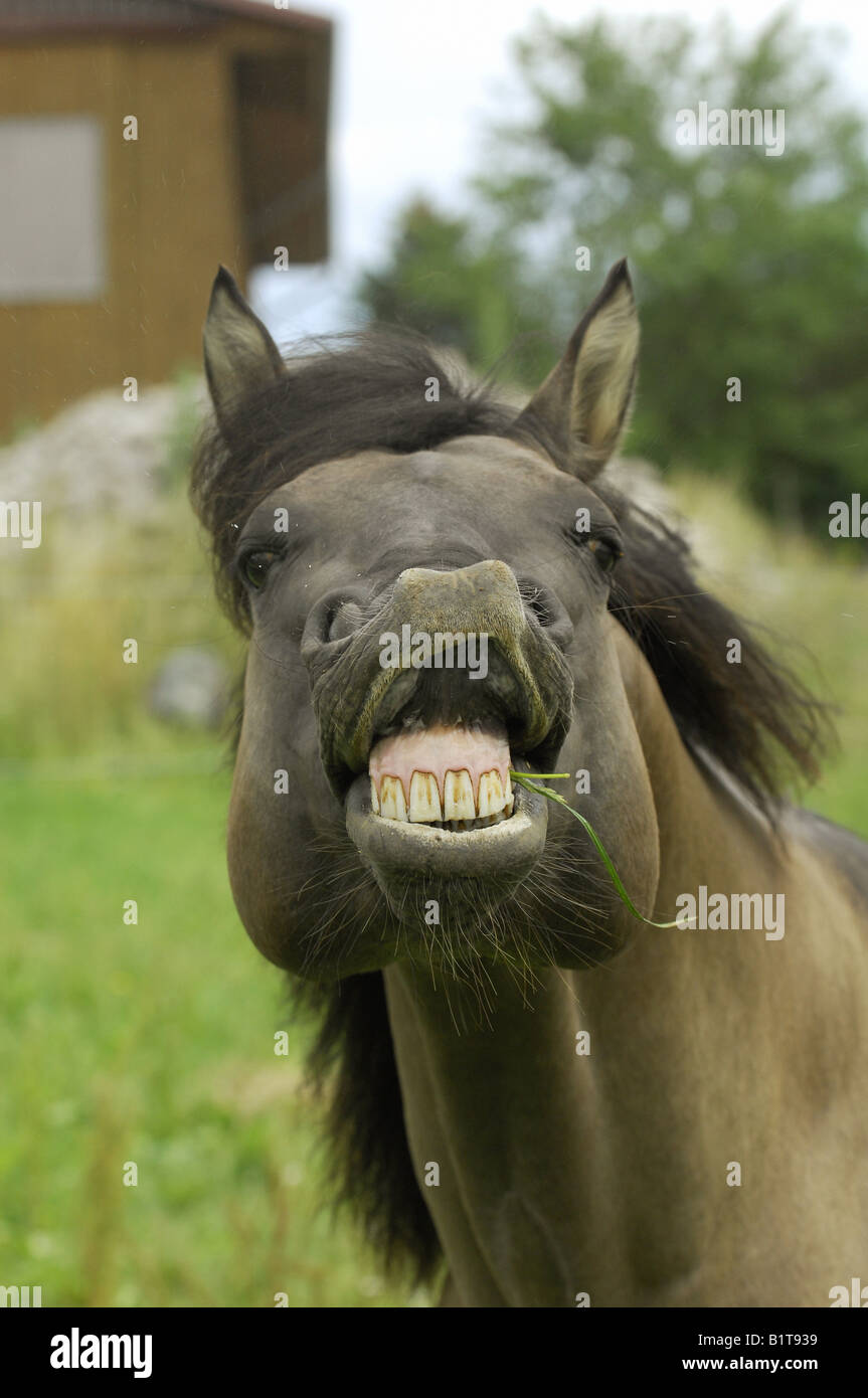 Quarter horse - flehming Stock Photo - Alamy