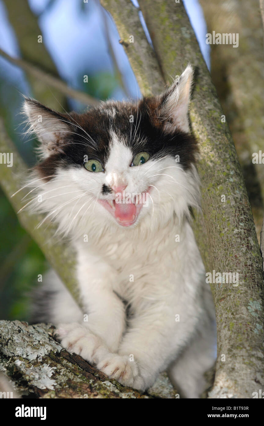 Hissing Tree High Resolution Stock Photography and Images - Alamy