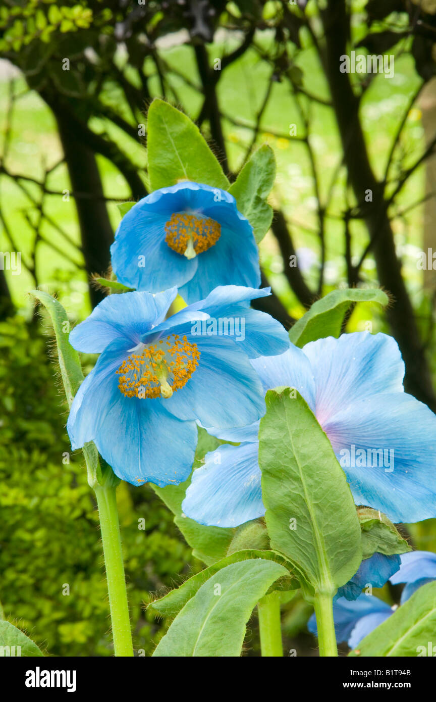 Mecanopis flowers in spring in Holehird gardens in Windermere Cumbria ...